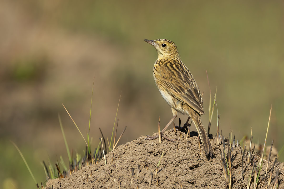 Foto caminheiro-dourado (Anthus nattereri) Por Luiz Fernando Matos ...