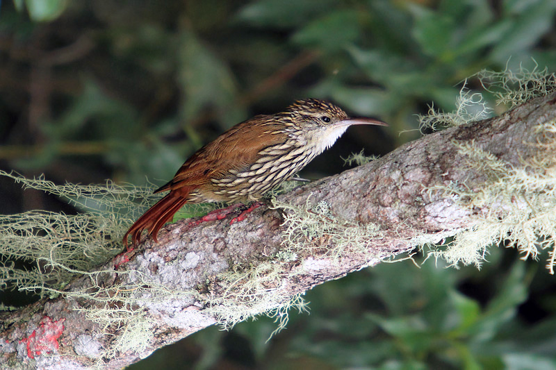 Foto arapaçu-escamoso-do-sul (Lepidocolaptes falcinellus) Por Roberto ...