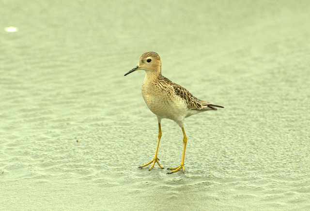 Foto maçarico-acanelado (Calidris subruficollis) Por Fábio Souza ...