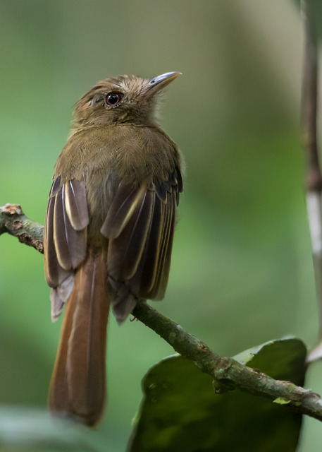 Foto flautim-pardo (Cnipodectes subbrunneus) Por Andreas Oberhuber ...