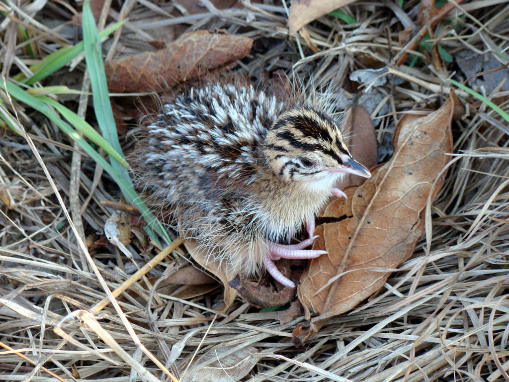 Foto perdiz (Rhynchotus rufescens) Por Lázara Garcia | Wiki Aves - A ...
