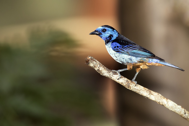 Foto saíra-pérola (Tangara cyanomelas) Por Hugo Viana | Wiki Aves - A ...