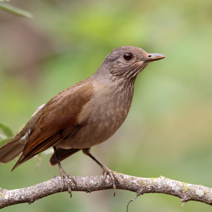 sabiá-barranco (Turdus leucomelas) | WikiAves - A Enciclopédia das Aves ...