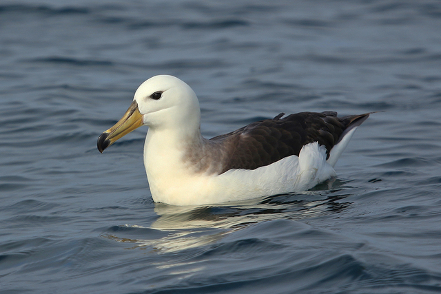 albatroz-de-sobrancelha (Thalassarche melanophris) | WikiAves - A ...