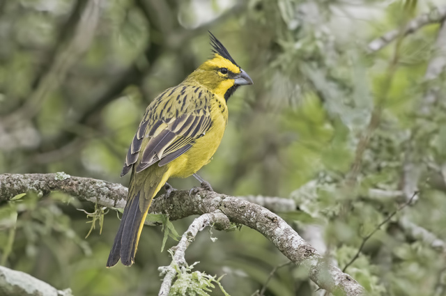 Foto cardeal-amarelo (Gubernatrix cristata) Por Wagner Coppede | Wiki ...