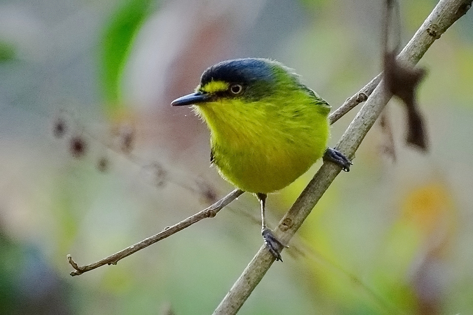 Foto teque-teque (Todirostrum poliocephalum) Por Odilon Simões Corrêa ...