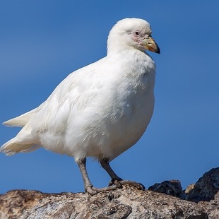 pomba-antártica (Chionis albus) | WikiAves - A Enciclopédia das Aves do ...