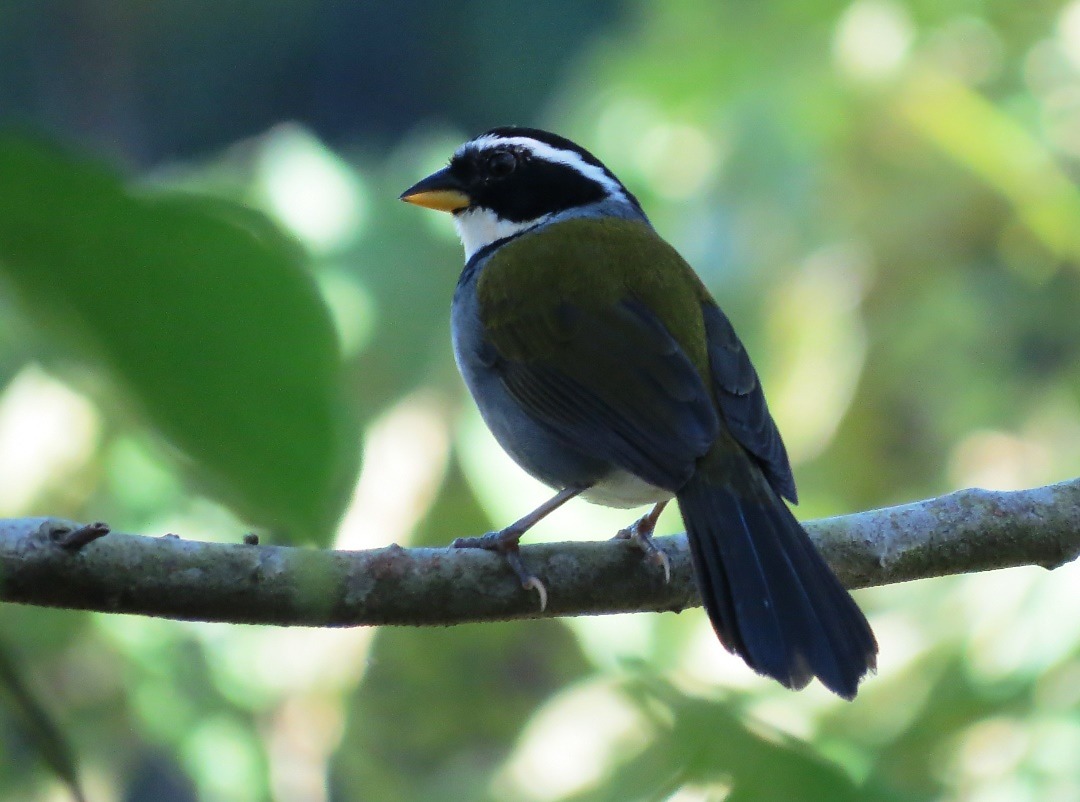 Foto tico-tico-do-mato (Arremon semitorquatus) Por Gustavo V. Barcellos ...