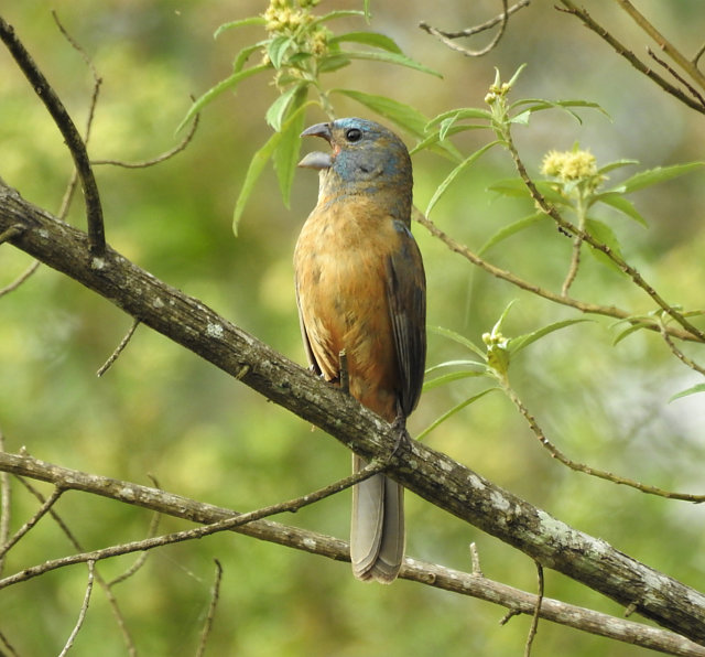 Foto azulinho (Cyanoloxia glaucocaerulea) Por Claudio Cesar | Wiki Aves ...