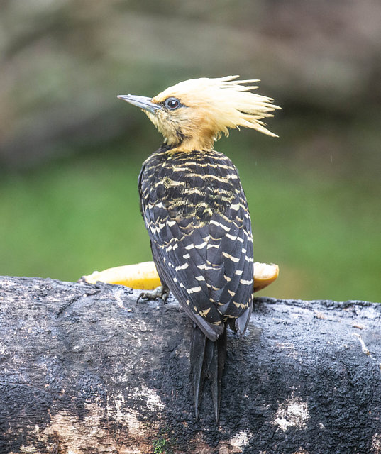 Foto pica-pau-de-cabeça-amarela (Celeus flavescens) Por Fabio Barata ...