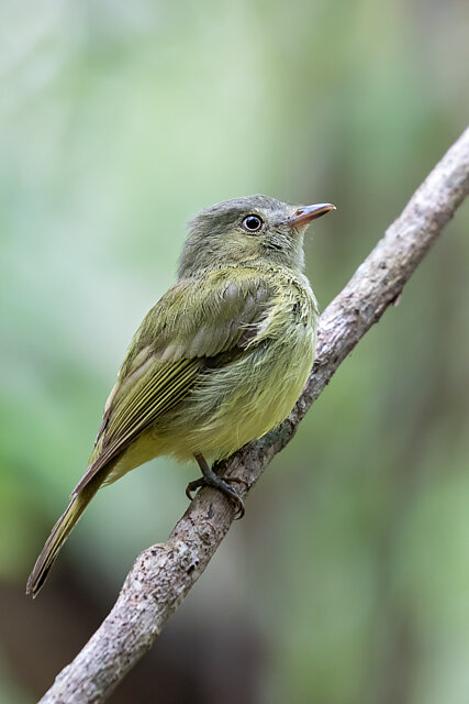 fruxu-baiano (Neopelma aurifrons) | WikiAves - A Enciclopédia das Aves ...