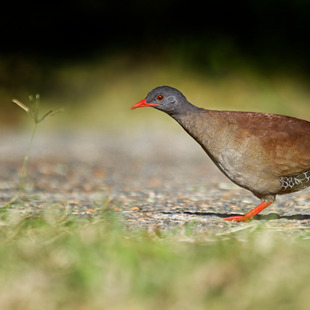 inhambu-chororó (Crypturellus parvirostris) | WikiAves - A Enciclopédia ...