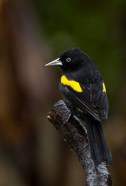 tecelão (Cacicus chrysopterus) | WikiAves - A Enciclopédia das Aves do ...