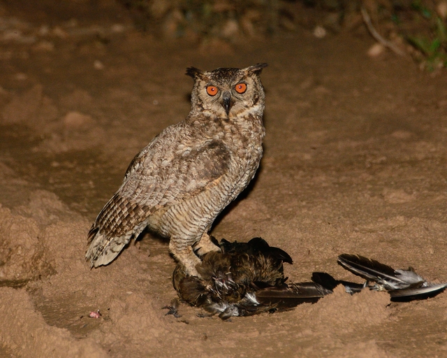 Foto jacurutu (Bubo virginianus) Por Izabella Pena | Wiki Aves - A ...