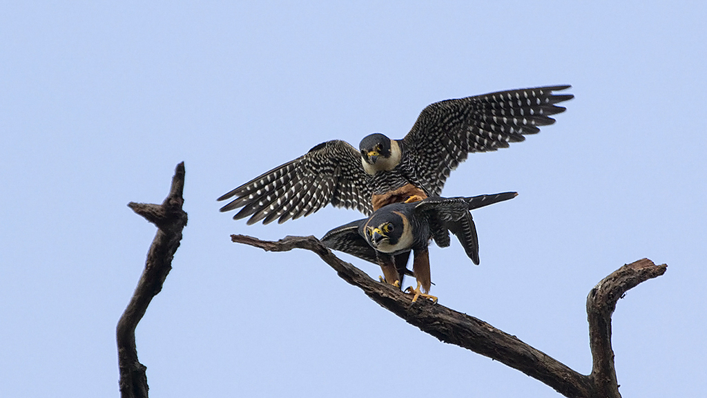 Foto cauré (Falco rufigularis) Por Marcello Magnussen | Wiki Aves - A ...