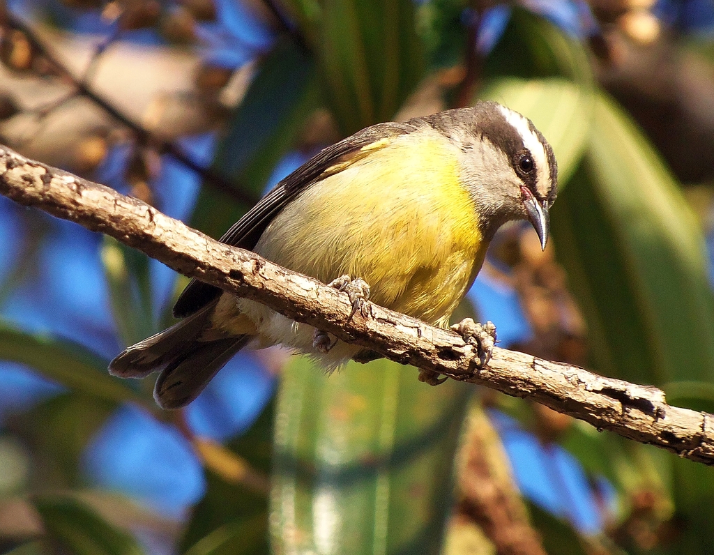 Foto cambacica (Coereba flaveola) Por Gabriel Surek | Wiki Aves - A ...