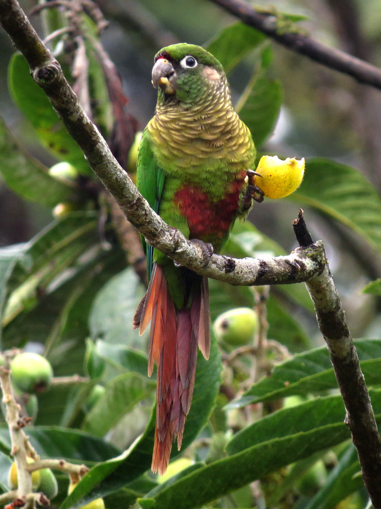 Foto tiriba-de-testa-vermelha (Pyrrhura frontalis) Por Sandro Klosovski ...