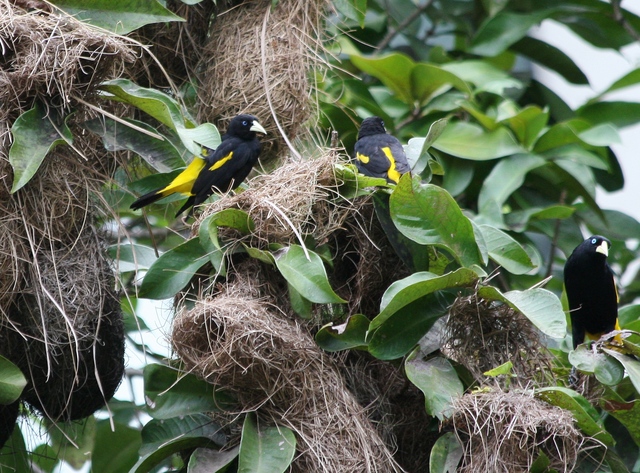 xexéu (Cacicus cela) | WikiAves - A Enciclopédia das Aves do Brasil