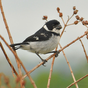coleiro-do-norte (Sporophila americana) | WikiAves - A Enciclopédia das ...