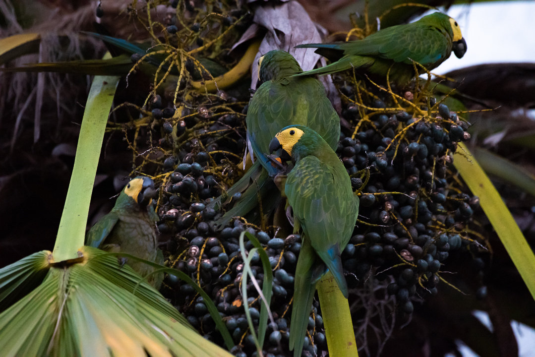 Foto maracanã-do-buriti (Orthopsittaca manilatus) Por Saulo Gomes ...