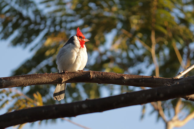 Foto cardeal (Paroaria coronata) Por Conrado Pável | Wiki Aves - A ...