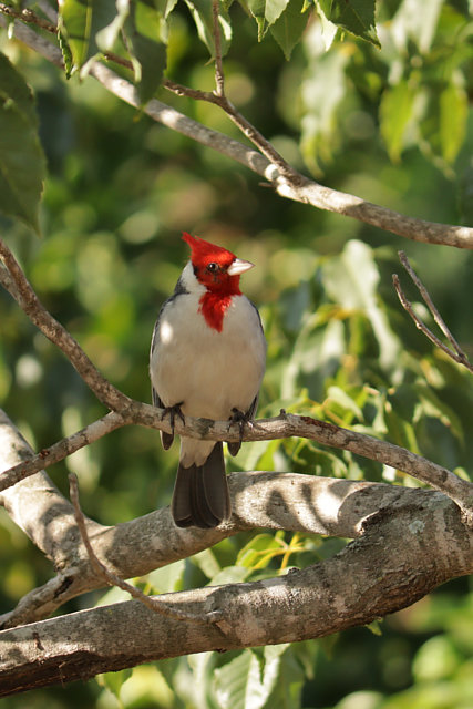 Foto cardeal (Paroaria coronata) Por Conrado Pável | Wiki Aves - A ...