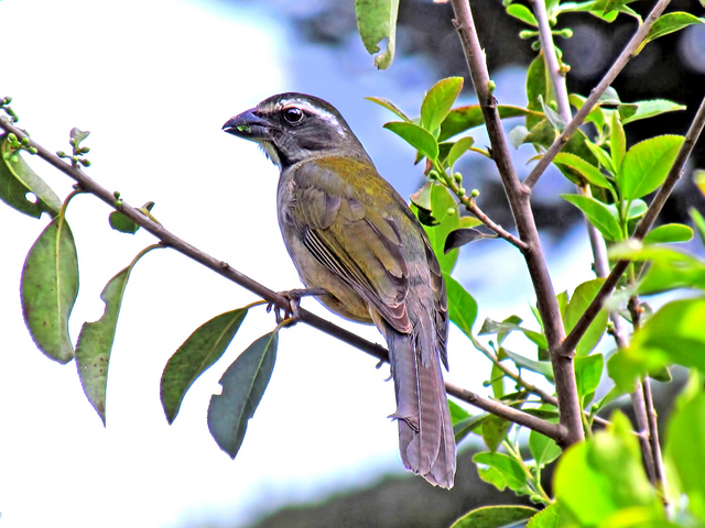 Foto trinca-ferro (Saltator similis) Por Hinaldson Machado | Wiki Aves ...
