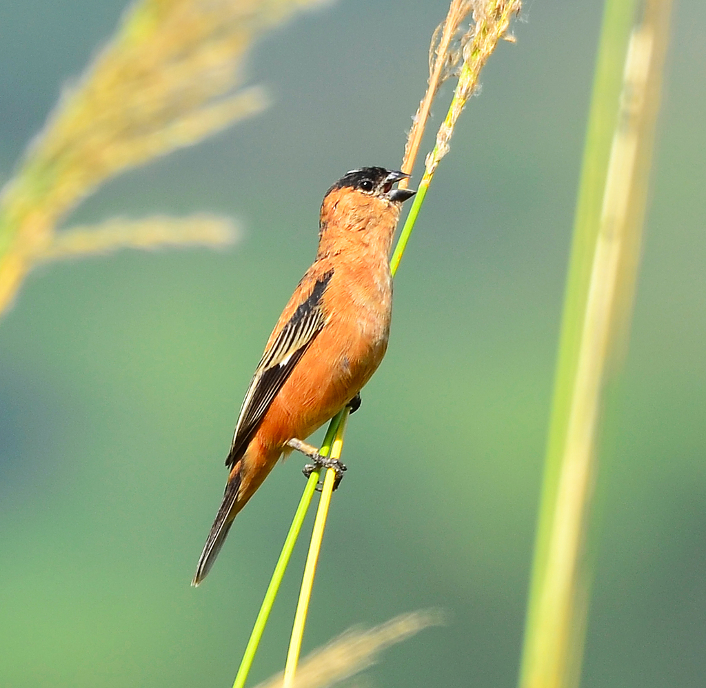 Foto caboclinho (Sporophila bouvreuil) Por Paulo Dellalio | Wiki Aves ...