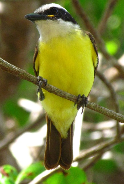 Foto bem-te-vi (Pitangus sulphuratus) Por Fabio Rossano | Wiki Aves - A ...