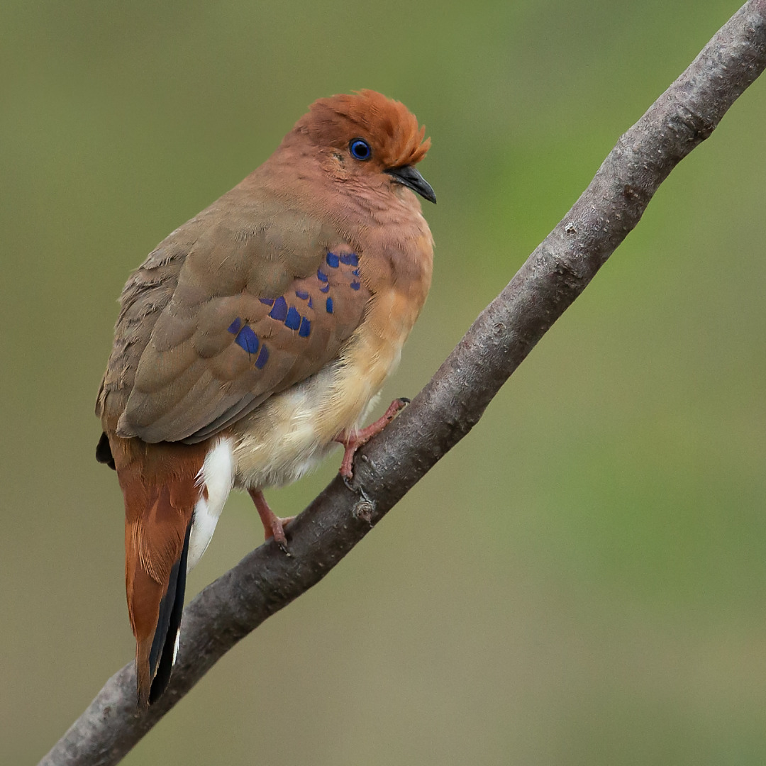 Foto rolinha-do-planalto (Columbina cyanopis) Por Ester Ramirez | Wiki ...