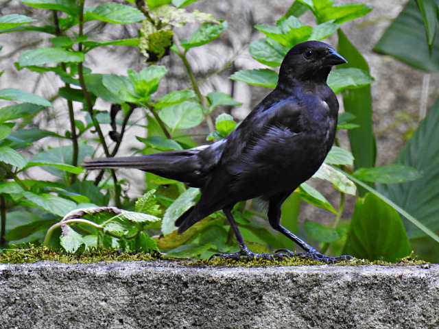 Foto chupim (Molothrus bonariensis) Por Luiz Menarin | Wiki Aves - A ...