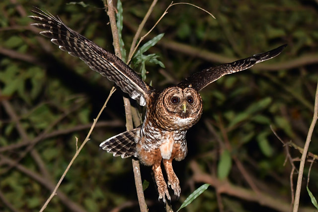 Foto coruja-listrada (Strix hylophila) Por Sergio Moreira | Wiki Aves ...