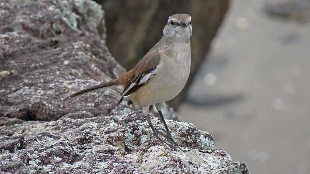 Foto calhandra-de-três-rabos (Mimus triurus) Por Reinaldo Dutra Junior ...