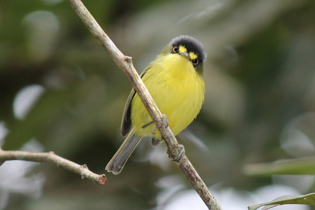 Foto teque-teque (Todirostrum poliocephalum) Por Lucas Iabanji | Wiki ...