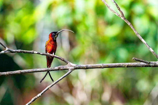 Foto beija-flor-brilho-de-fogo (Topaza pella) Por Ari Rodrigues | Wiki ...