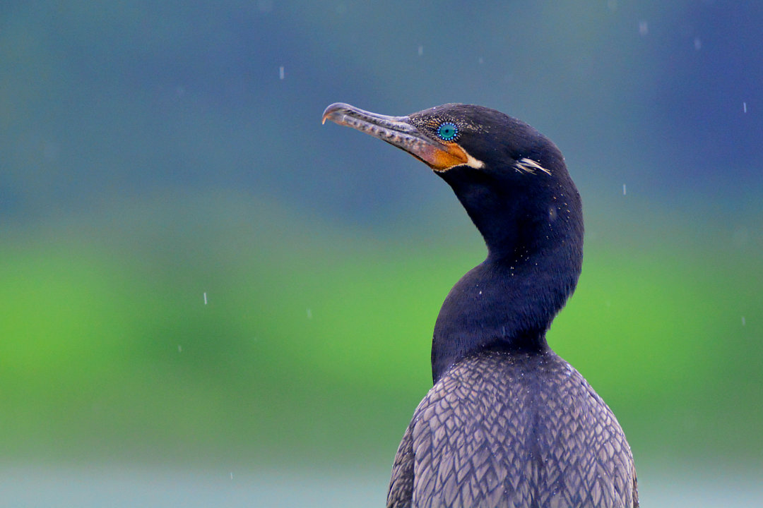 Foto biguá (Nannopterum brasilianum) Por Juan Espanha | Wiki Aves - A ...