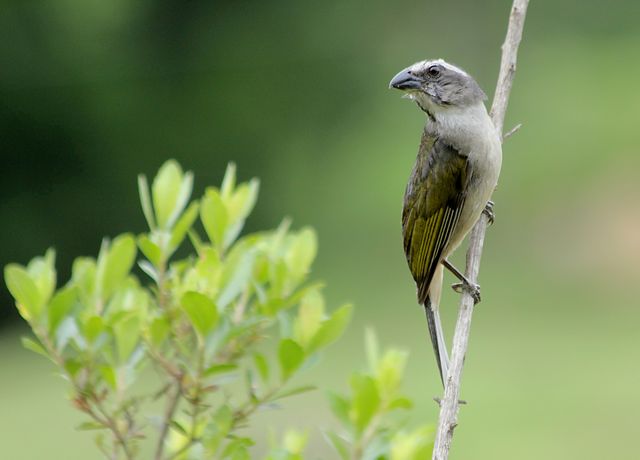 Foto trinca-ferro (Saltator similis) Por Francisco Assis Rodrigues ...