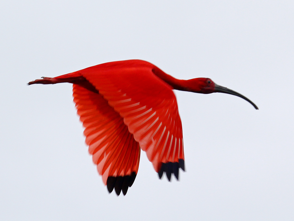 Foto guará (Eudocimus ruber) Por Carmen Lúcia Bays Figueiredo | Wiki ...