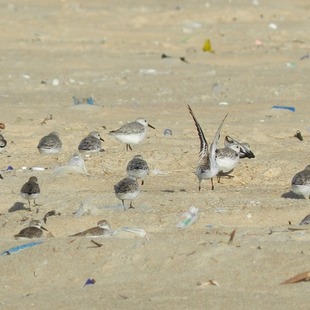 Calidris sp. (Calidris sp.) | WikiAves - A Enciclopédia das Aves do Brasil
