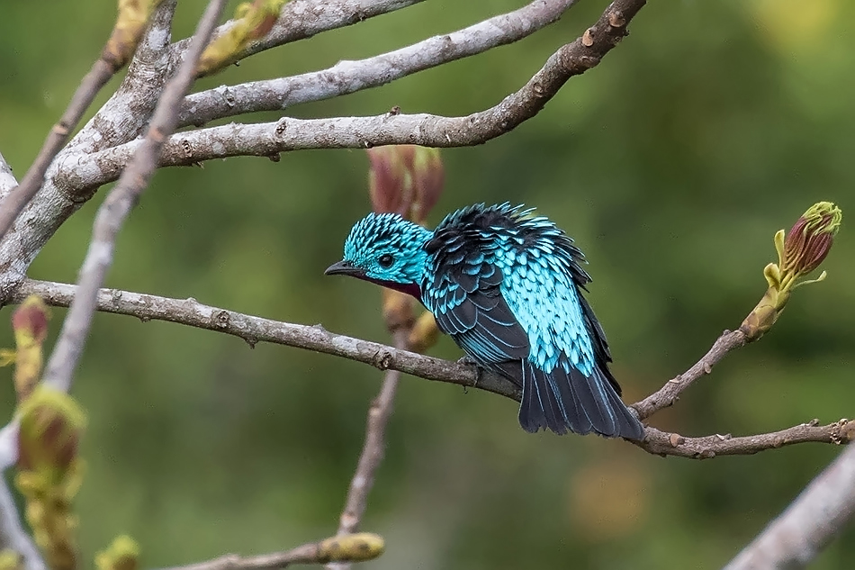 Foto anambé-azul (Cotinga cayana) Por Alexandre Gualhanone | Wiki Aves ...