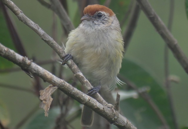 Foto vite-vite-de-olho-cinza (Hylophilus amaurocephalus) Por Heberty ...