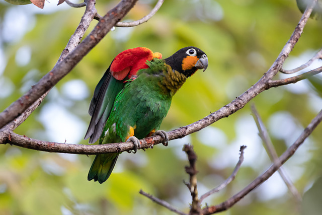 curica-de-bochecha-laranja (Pyrilia barrabandi) | WikiAves - A ...