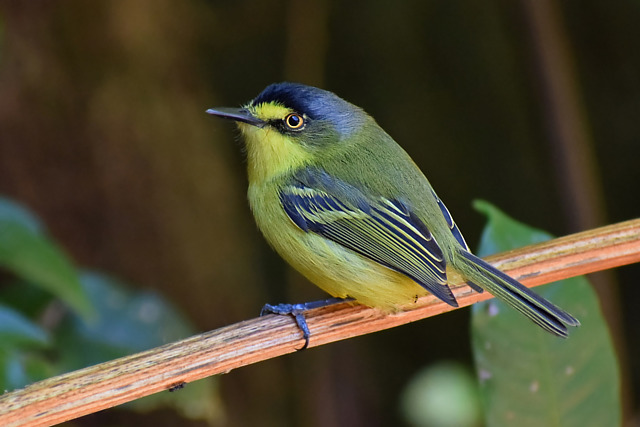 Foto teque-teque (Todirostrum poliocephalum) Por Jaime Oliveira | Wiki ...