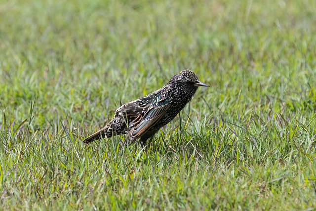 Foto estorninho (Sturnus vulgaris) Por Catarina Tokatjian | Wiki Aves ...