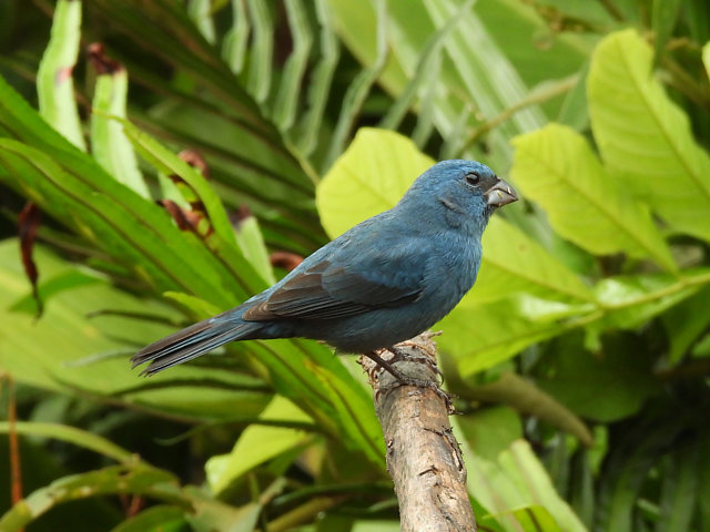 Foto azulinho (Cyanoloxia glaucocaerulea) Por Leandro Corrêa | Wiki ...