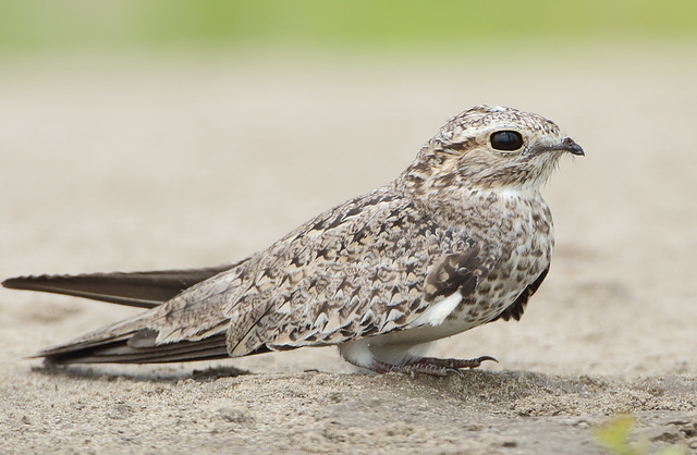 bacurau-da-praia (Chordeiles rupestris) | WikiAves - A Enciclopédia das ...