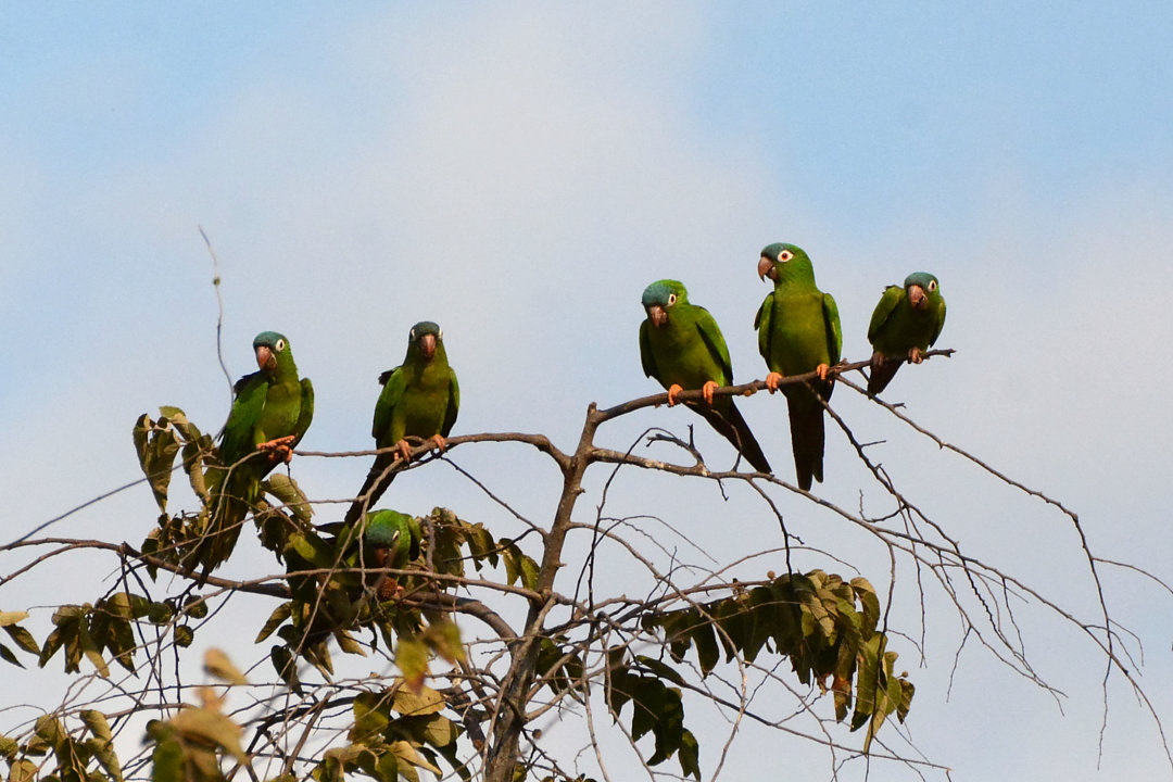 Foto aratinga-de-testa-azul (Thectocercus acuticaudatus) Por Pedro ...