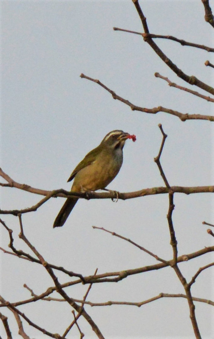 Foto trinca-ferro (Saltator similis) Por Taylor Thomaz | Wiki Aves - A ...