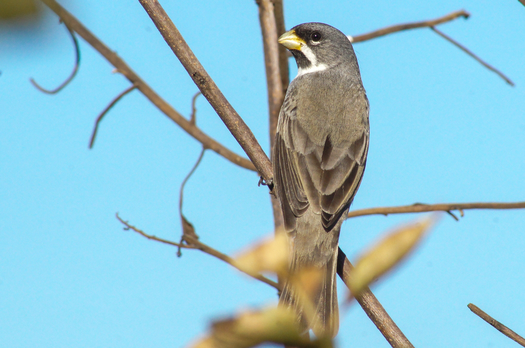 Foto coleirinho (Sporophila caerulescens) Por Valmiro Felippe | Wiki ...