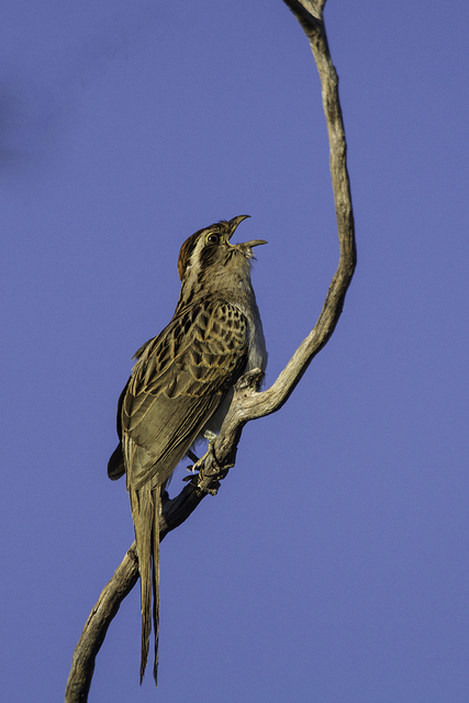 Foto saci (Tapera naevia) Por Hugo Viana | Wiki Aves - A Enciclopédia ...